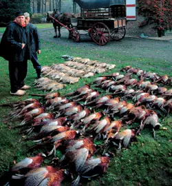 عکس شماره 5 - Golden Cockerel Eurasia