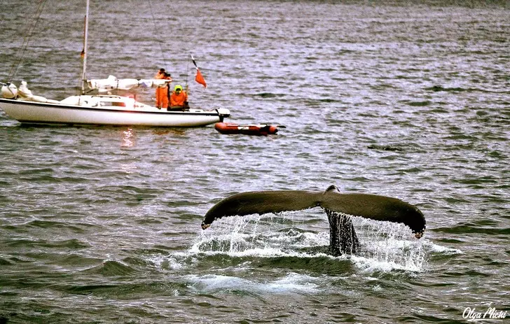 Photo sayı 8 - Norveç doğuran şimal