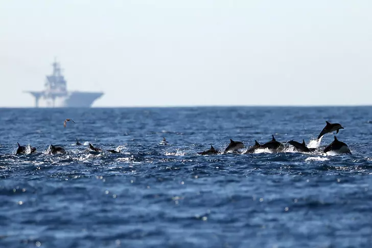 Picture №1 - Combat Dolphins