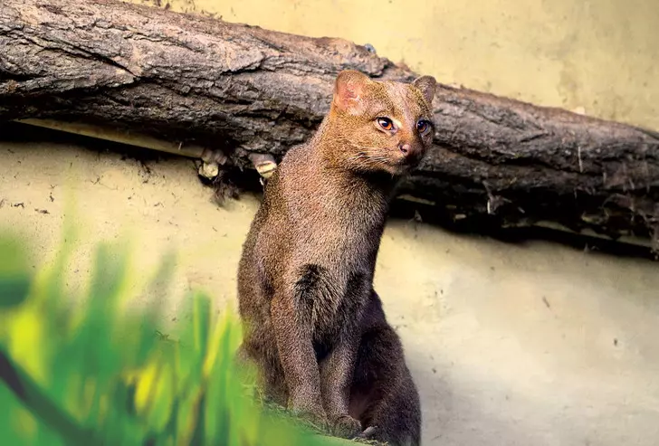 Slika №1 - Jaguarundi