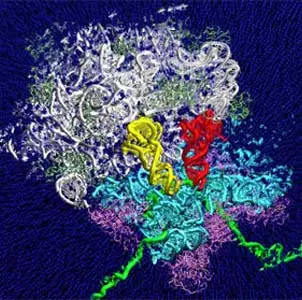 Ny molekiola RNA vaovao dia fantatra