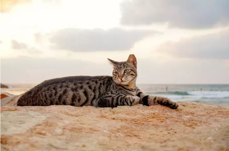 Hejmara wêneyê 1 - Beach Feline bûye yek ji baştirîn cihên Sardînyayê