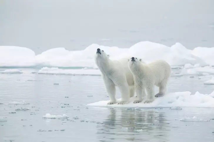 Photo №1 - Inds der Arktis kann dieses Jahr vollständig einwickeln