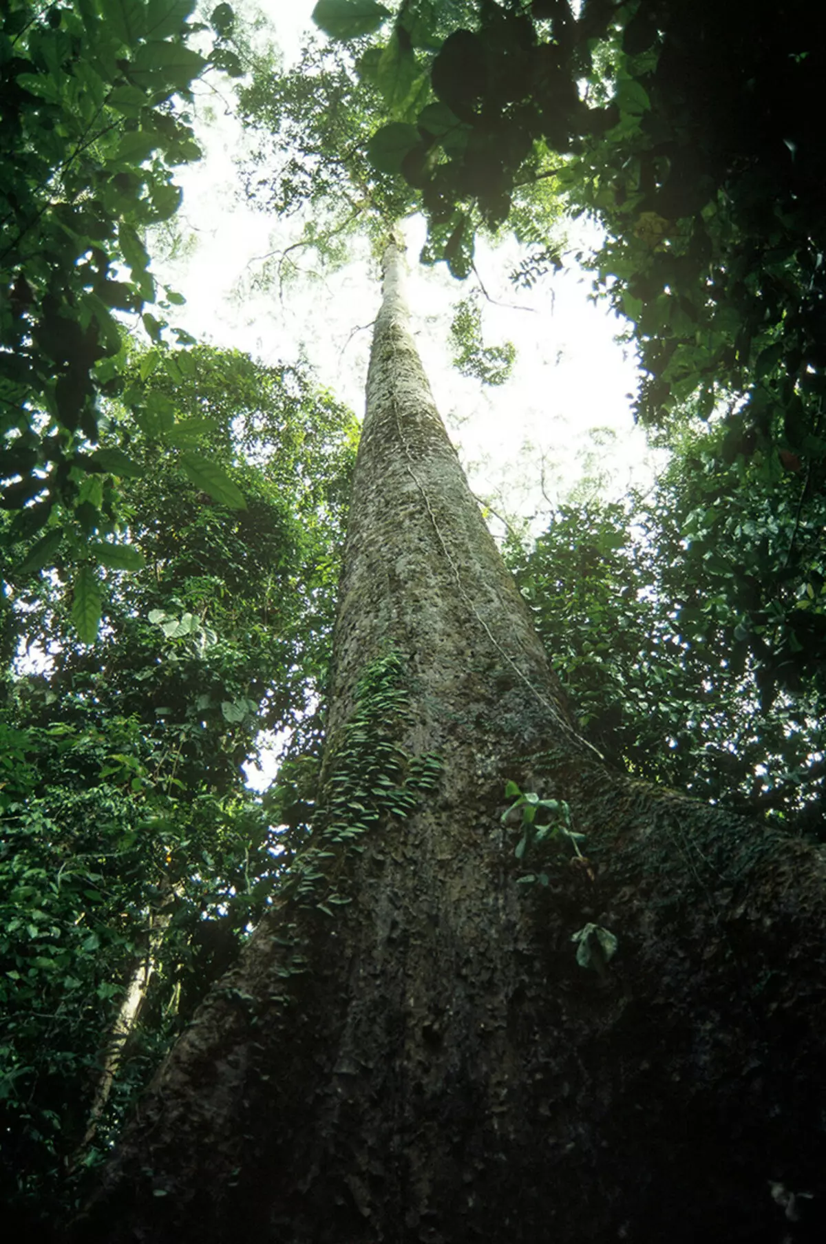 Photo №1 - achọtara osisi na-ekpo ọkụ