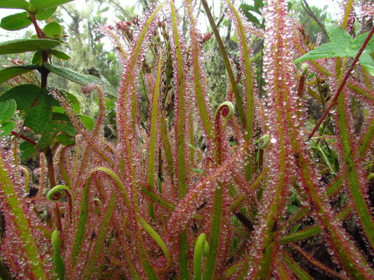 Litrato №2 - ginganlan ang labing dili kasagaran nga mga hayop ug mga tanum sa planeta