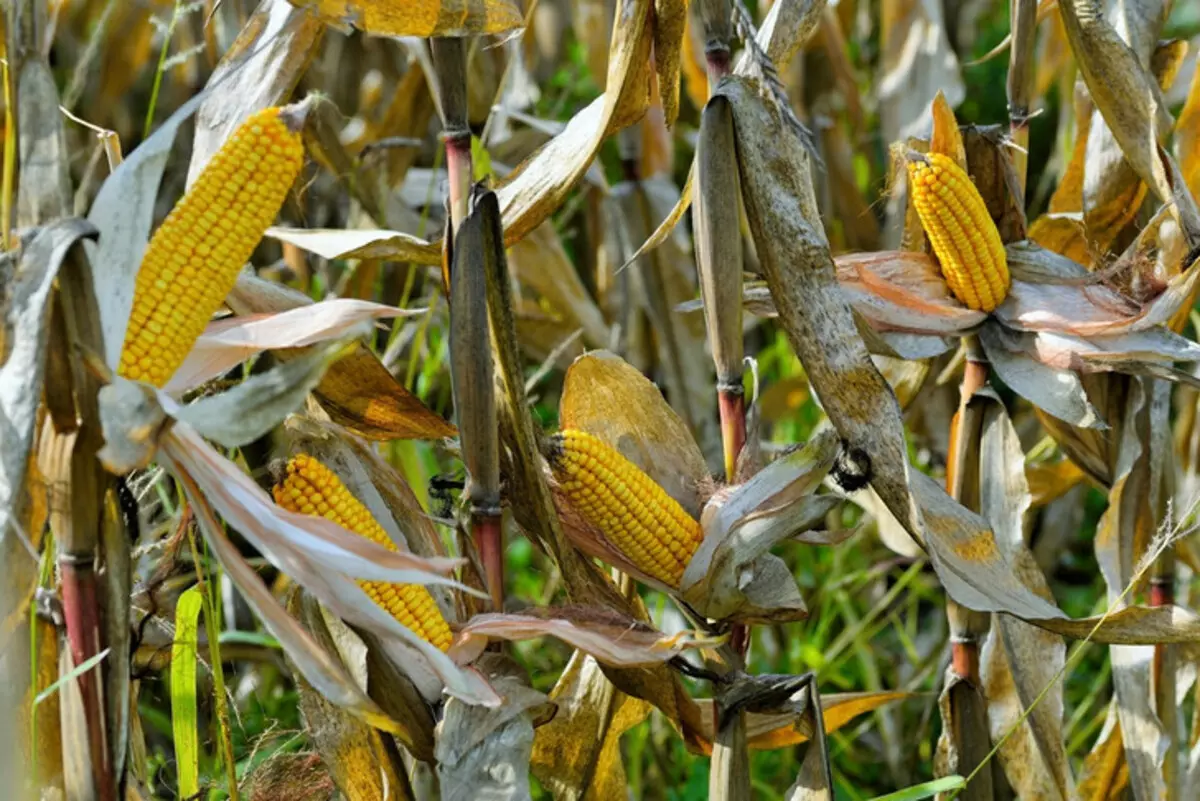 Photo number 1 - climate change can cause worldwide food deficit after 10 years