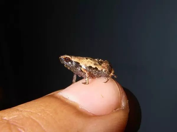 Li Madagascar, pênc celebên mini frogs dîtin 47359_2