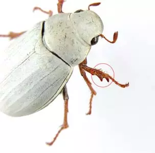 Foto №1 - El escarabajo más blanco del mundo.