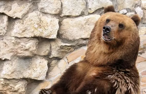 Bears akaamka katika zoo ya Moscow 47371_1