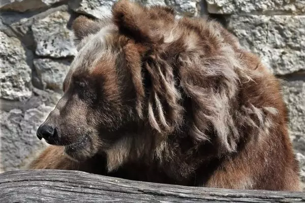 Bären wachte im Moskauer Zoo nach oben 47371_2