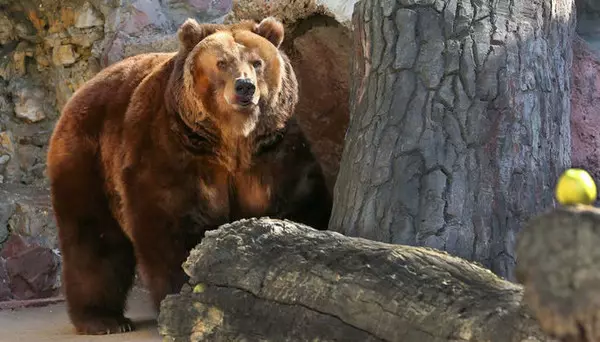 Bears farka a cikin Moscow Zoo 47371_3