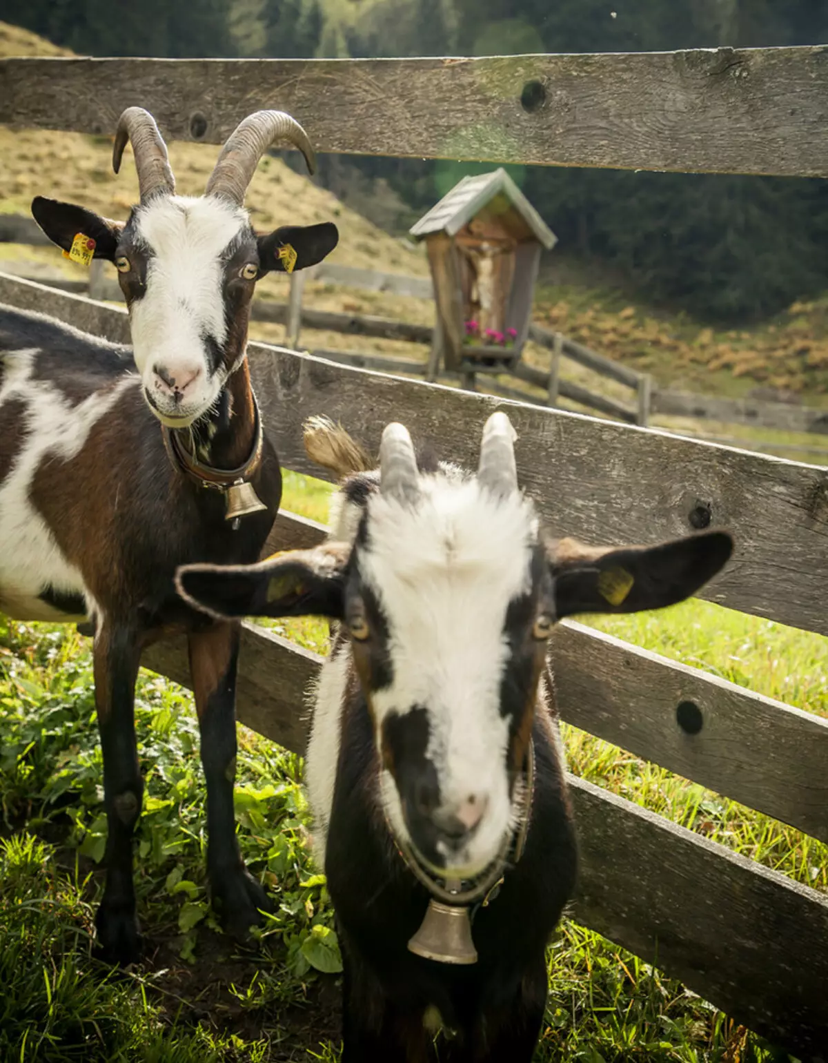 FOTO №8 - locals: mit hjerte i bjergene