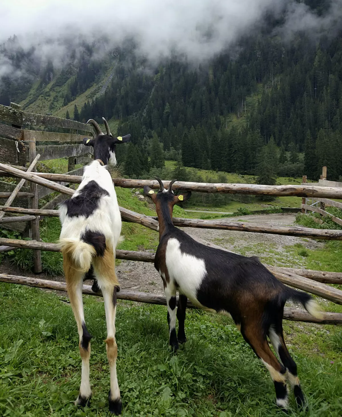 Foto nummer 10 - Lokale beboere: Mit hjerte i bjergene