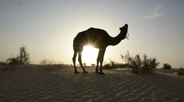 Asteep Ocean Sahara.