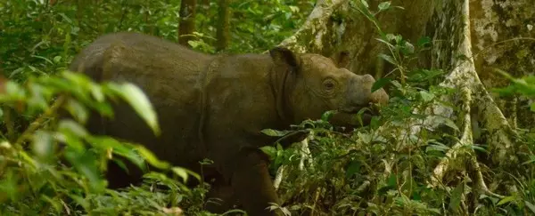 Paskutinis Sumatran Rhino vyras Malaizijoje mirė 47750_1