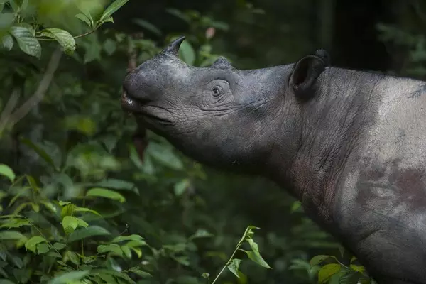 O último macho de Sumatran Rhino en Malasia morreu 47750_2