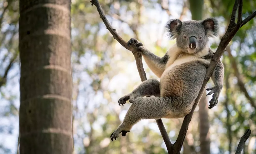 Forskare utskickade myten av koalas