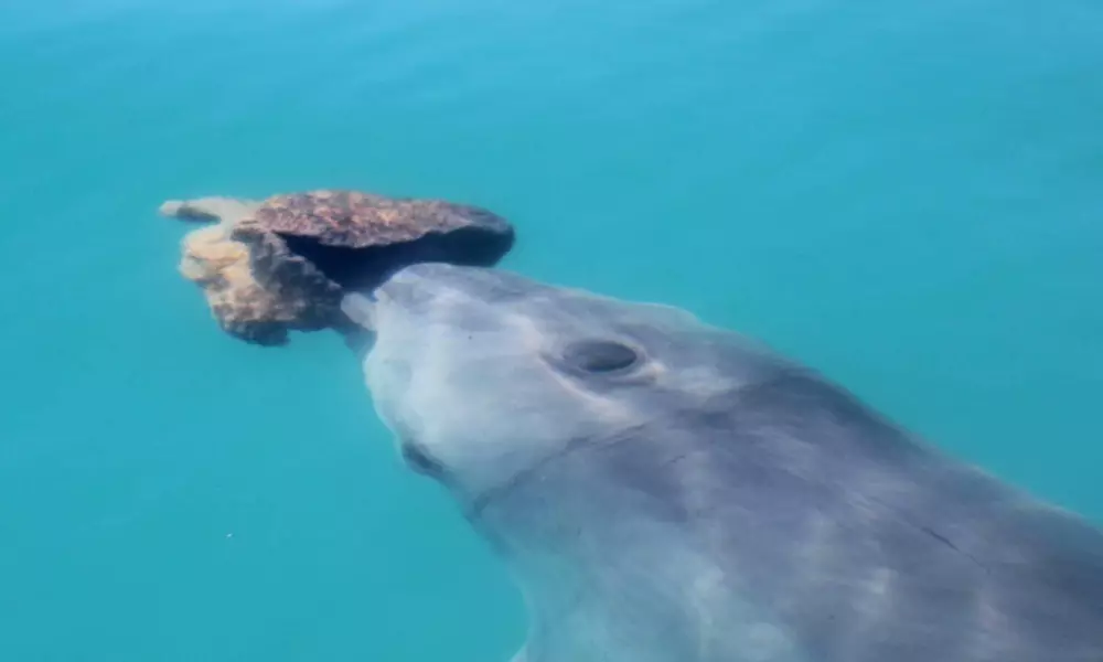 Än Dolphin Friendship ser ut som en vänskap hos människor