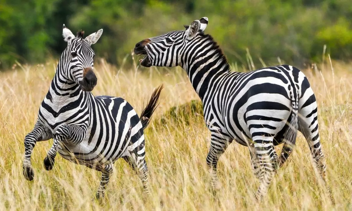 Forskare berättade om syftet med zebrorremsor