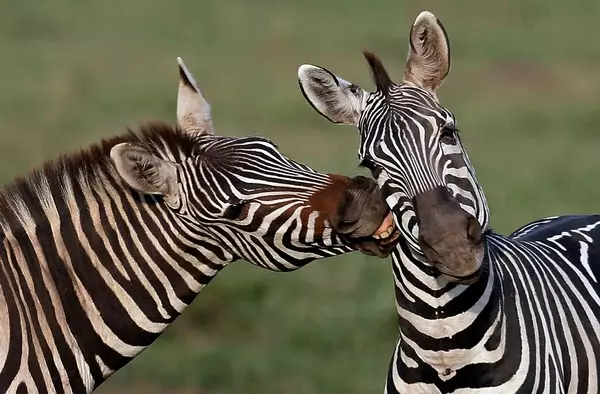 Cientistas disseram sobre o propósito das tiras das zebras 47840_2
