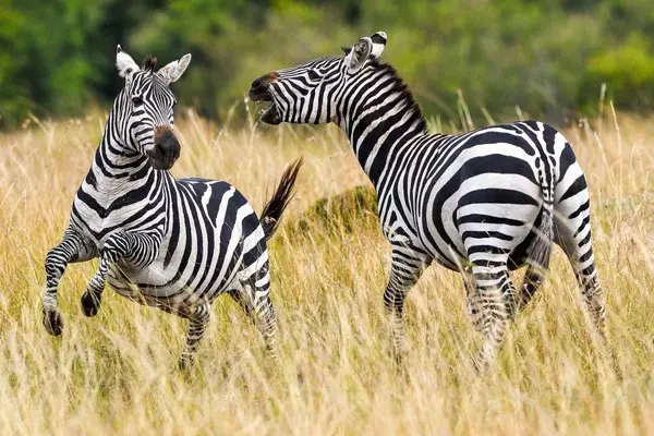 Saynisyahanadu waxay u sheegeen ujeedada zebras strips 47840_3