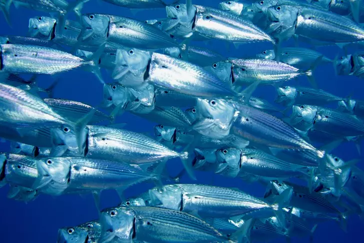عکس شماره 1 - تغییرات اقلیمی منجر به کاهش زیست توده دریایی می شود