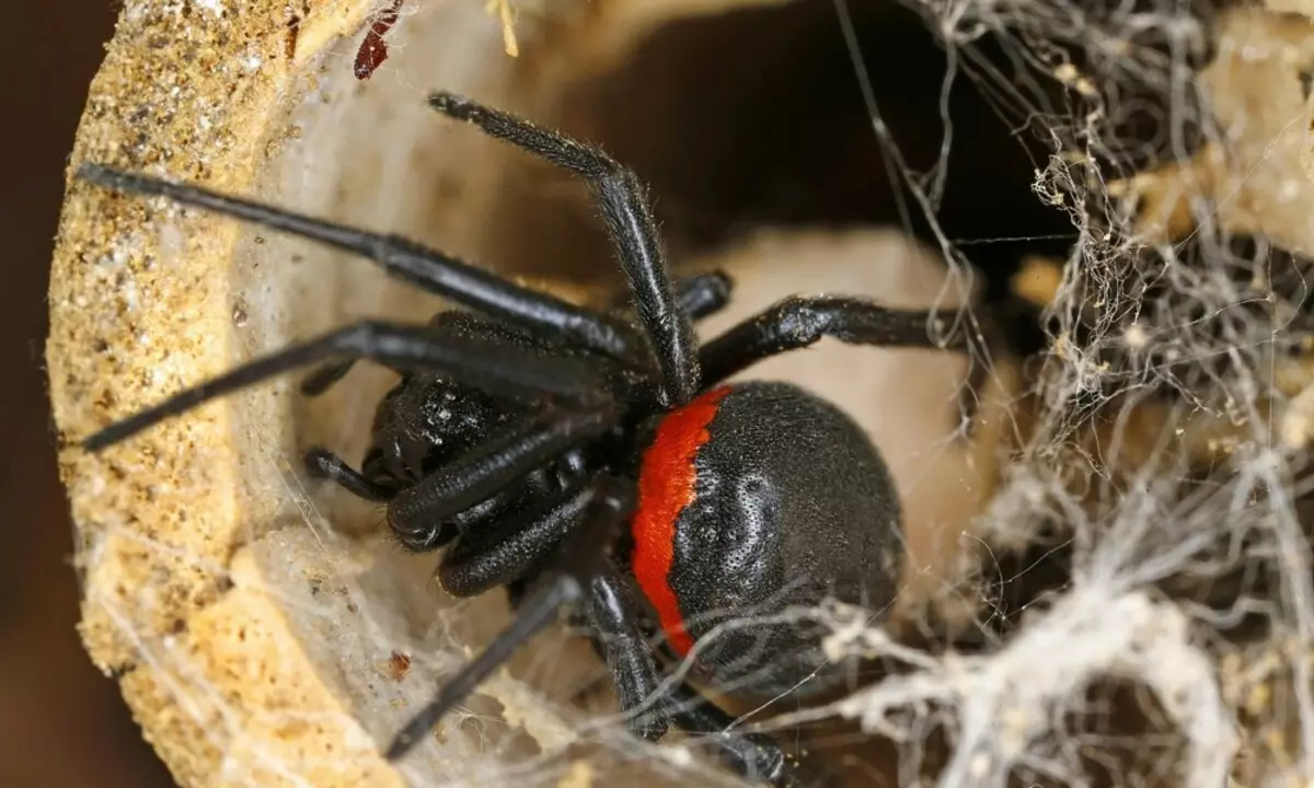 Gefährliche Spinnen erschienen in den Vororten