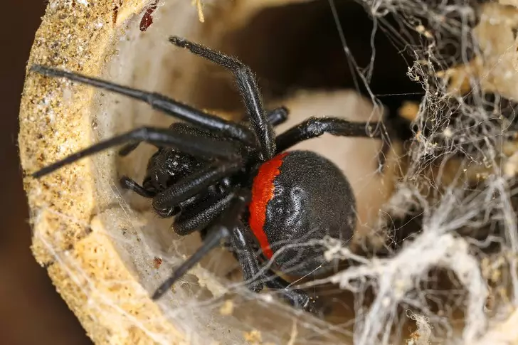Foto nummer 1 - Farliga spindlar uppträdde i förorterna