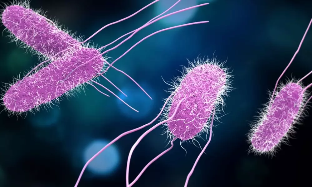 Di AS, antibiotik salmonella yang kebal terhadap Salmonella terdeteksi