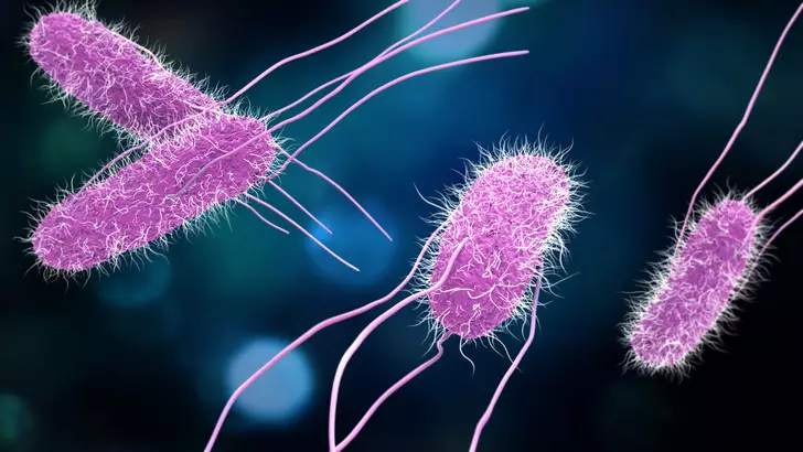 Photo sayı 1 - ABŞ-da Salmonella antibiotiklərə bir invulnerable tapıldı