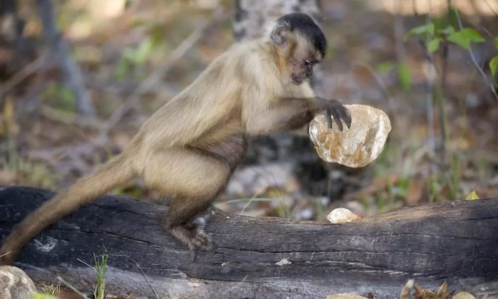 Capuchins uporabljajo kamna orodja za 3000 let