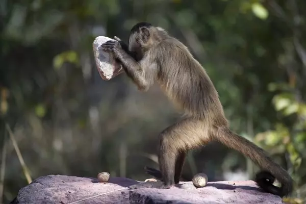 Capuchins usam ferramentas de pedra por 3000 anos 47905_1