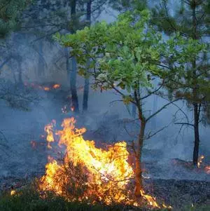 Foto número 1 - Los incendios forestales comenzaron en Altai