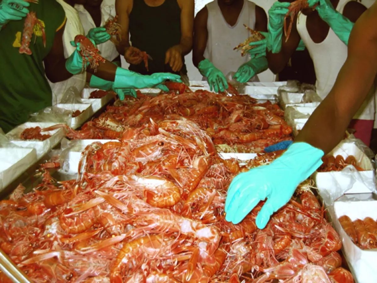 Ata №4 - Prawn Shimp mai Mozambique