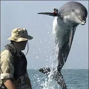 Фото број 1 - Делфини и Поморски Лавов САД ќе се јавите за воена служба