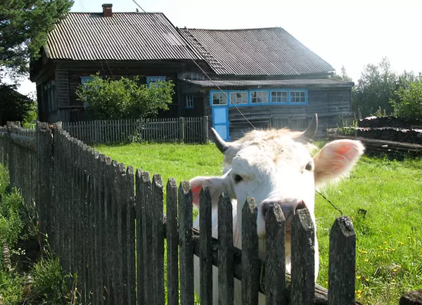 Fotoğraf №3 - Tablo Kooperatifi