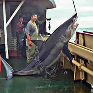 Photo Nummer 1 - China hat Angst, das Gesicht aufgrund der Haifischflossen zu verlieren