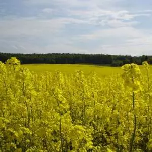 Fotografija №1 - Rusija bo sprostila tok biogoriv v Evropo