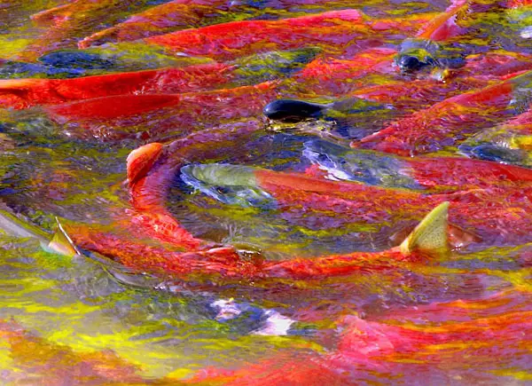 Langs de rivier naar de planeet oceaan