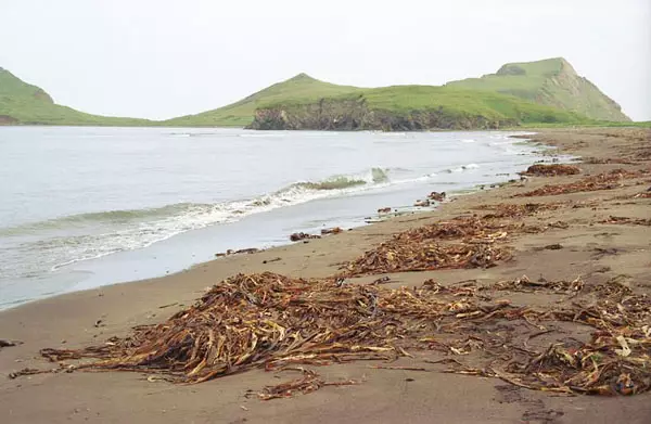 Foto №4 - Baixada pel riu fins al planeta oceà