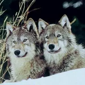 (Photo №1 - Wolf Cloned na South Korea