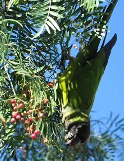 Foto №3 - Alesan Canary kanggo ngelingake geografi