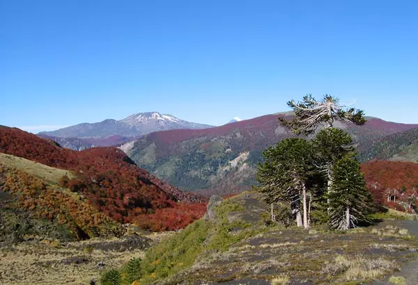 Outono de ouro en Andes