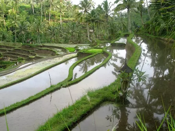 Zdjęcie numer 2 - religia świętych wodów wyspy Bali