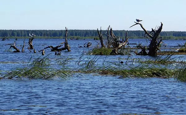 Beauty sa swamp