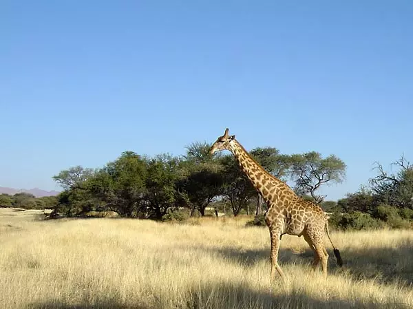 Sands - beinagrindar, Savannah - Giraffs