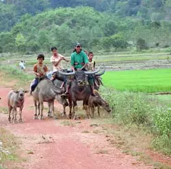 ಫೋಟೋ ಸಂಖ್ಯೆ 3 - ಹಸಿರು ಡ್ರ್ಯಾಗನ್ ಎಲ್ಲಾ ಹೆದರುತ್ತಿದ್ದರು ಅಲ್ಲ