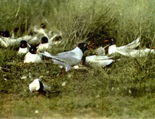 ಫೋಟೋ №1 - ಕ್ರೀಕ್ ಸೀಗಲ್ಗಳು