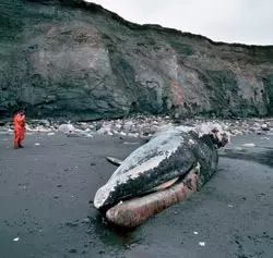 A farkon shekarun 1990, sun daina aiki a Tekun Arctic - jihar ba ta da kuɗi don hakan. Ya ɗauki shekaru da yawa kafin kamfanonin ma'adinan sun sake juya zuwa yankin Arewa. A shekara ta 1994, Gazprom ya zo arewa, zaɓi don bincika ruwan Obskaya da lebe tazmovsky. Kuma a cikin 2006, wannan shi nezpprom guda zai dauki lasisin don bincika man fetur a cikin tekuna a tekuna a arewa maso gabashin ƙasar - mafi ƙarancin yankin yankuna. A cikin gabas Siberian da Chukotka Tekuna, babu bincika rijiyar da aka haƙa, saboda haka, yana yiwuwa a ɗauka game da mai da mai gas. Mafi m, akwai maki mai albarka, amma tare da teku, kyauta daga kankara na 1.5 watanni, da wuya ka sami wannan da zaran. Ci gaban masana'antu na albarkatun kasa akan shingen arewacin kasar Rasha kawai a cikin Baltic na yamma ne kawai da kuma Okhotsk (Sakhalenmenemtegaz, Sakhalen makamashi) da tekuna. Gabaɗaya, an haɗa da shelhahin sarkhin a cikin sarkar mafi ƙarancin man da gas na zobe na Pacific, kuma makomarta tana da girma sosai. Kananan adiban adibas buɗe anan shine 8 - Bayyana kananan nazarin yankin.