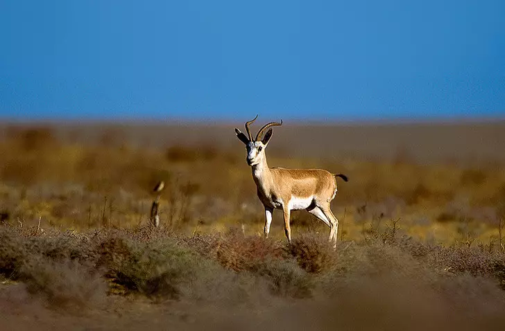 Hejmara wêneyê 8 - Mirovek be: 14 alpha mêr